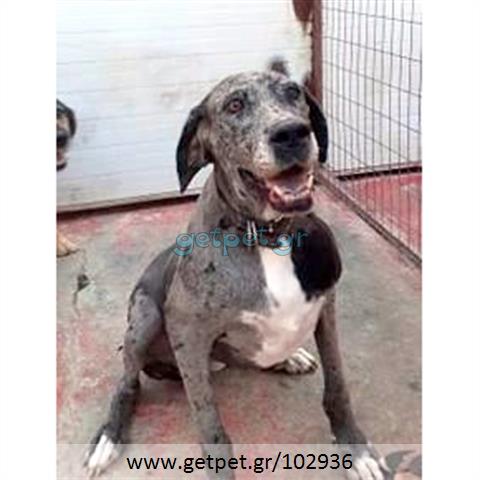 Δίνεται για υιοθεσία - χαρίζεται σκυλίτσα Greek Molossus of Epirus ...