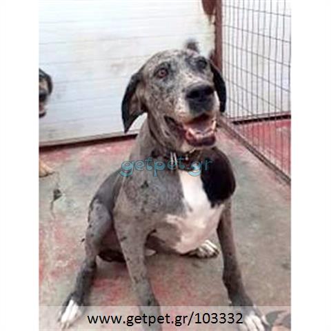 Δίνεται για υιοθεσία - χαρίζεται σκυλίτσα Greek Molossus of Epirus ...