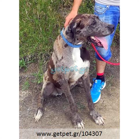 Δίνεται για υιοθεσία - χαρίζεται σκυλίτσα Greek Molossus of Epirus ...