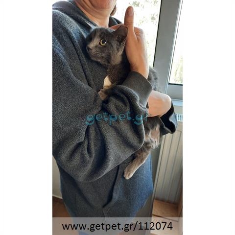 Δίνεται για υιοθεσία - χαρίζεται γάτα Russian Blue - Ρωσική μπλέ γάτα ...