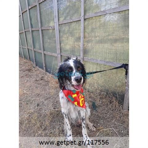 Δίνεται για υιοθεσία - χαρίζεται σκυλάκος Irish Setter - Αγγλικό Σέτερ ...