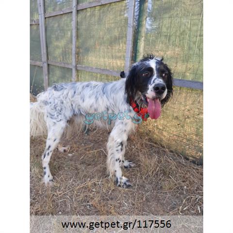 Δίνεται για υιοθεσία - χαρίζεται σκυλάκος Irish Setter - Αγγλικό Σέτερ ...