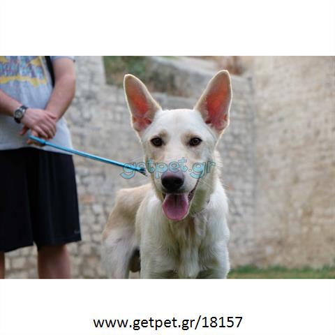 Δίνεται για υιοθεσία - χαρίζεται ημίαιμος σκυλάκος Canadian White ...