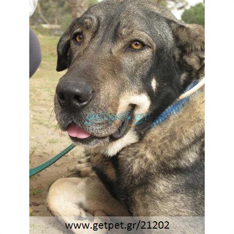 Δίνεται για υιοθεσία - χαρίζεται ημίαιμος σκυλάκος Greek Molossus of ...