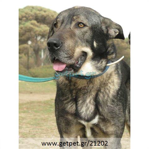 Δίνεται για υιοθεσία - χαρίζεται ημίαιμος σκυλάκος Greek Molossus of ...