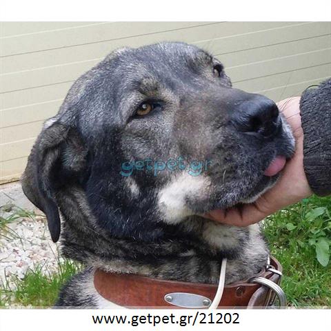 Δίνεται για υιοθεσία - χαρίζεται ημίαιμος σκυλάκος Greek Molossus of ...