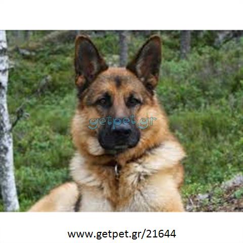 Δίνεται για υιοθεσία - χαρίζεται σκυλάκος German Shepherd - Γερμανικός ...
