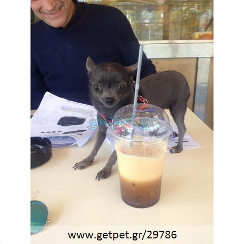 Χάθηκε σκυλίτσα Chihuahua - Τσιουάουα : Αγγελία 29786 : getpet.gr