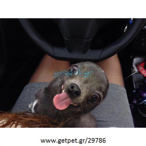 Χάθηκε σκυλίτσα Chihuahua - Τσιουάουα : Αγγελία 29786 : getpet.gr