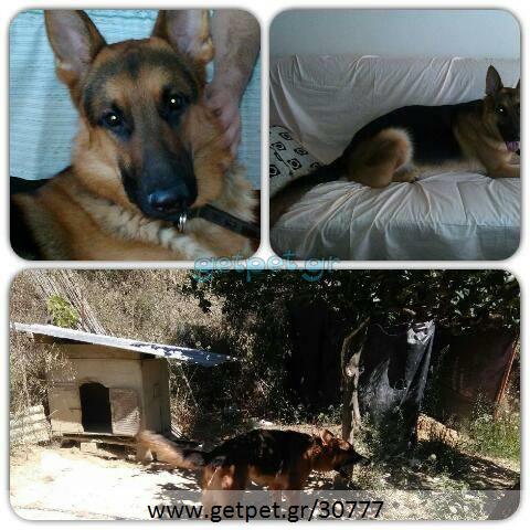 Δίνεται για υιοθεσία - χαρίζεται σκυλάκος German Shepherd - Γερμανικός ...