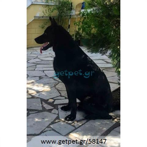 Δίνεται για υιοθεσία - χαρίζεται ημίαιμος σκυλάκος Belgian Shepherd ...
