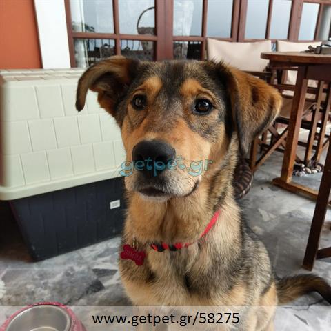 Δίνεται για υιοθεσία - χαρίζεται σκυλάκος Labrador Retriever ...