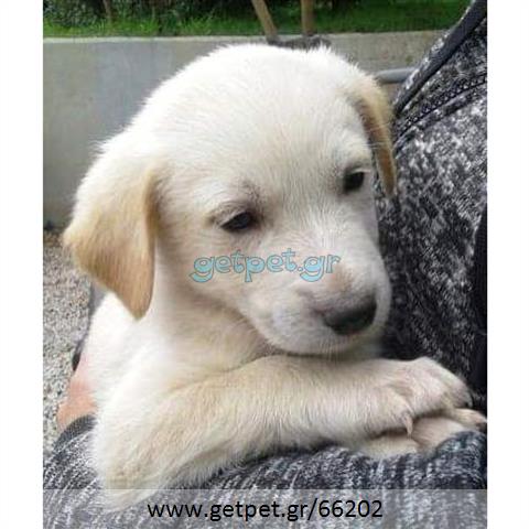 Δίνεται για υιοθεσία - χαρίζεται σκυλάκος Labrador Retriever ...