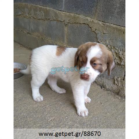 Δίνεται για υιοθεσία - χαρίζεται σκυλίτσα Greek Sheepdog - Ελληνικός ...