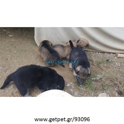 Δίνεται για υιοθεσία - χαρίζεται σκυλίτσα German Shepherd - Γερμανικός ...