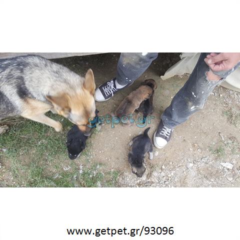 Δίνεται για υιοθεσία - χαρίζεται σκυλίτσα German Shepherd - Γερμανικός ...