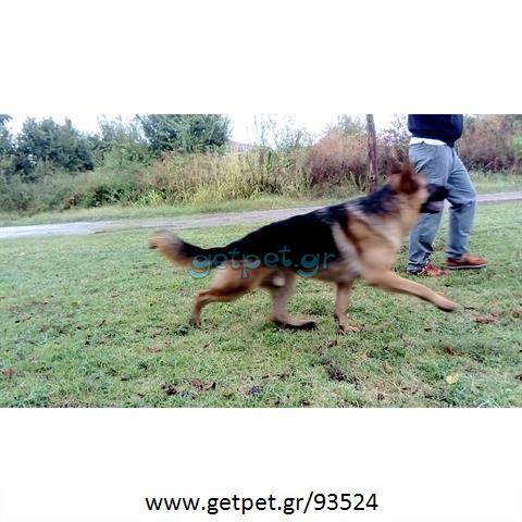 Δίνεται για υιοθεσία - χαρίζεται σκυλάκος German Shepherd - Γερμανικός ...